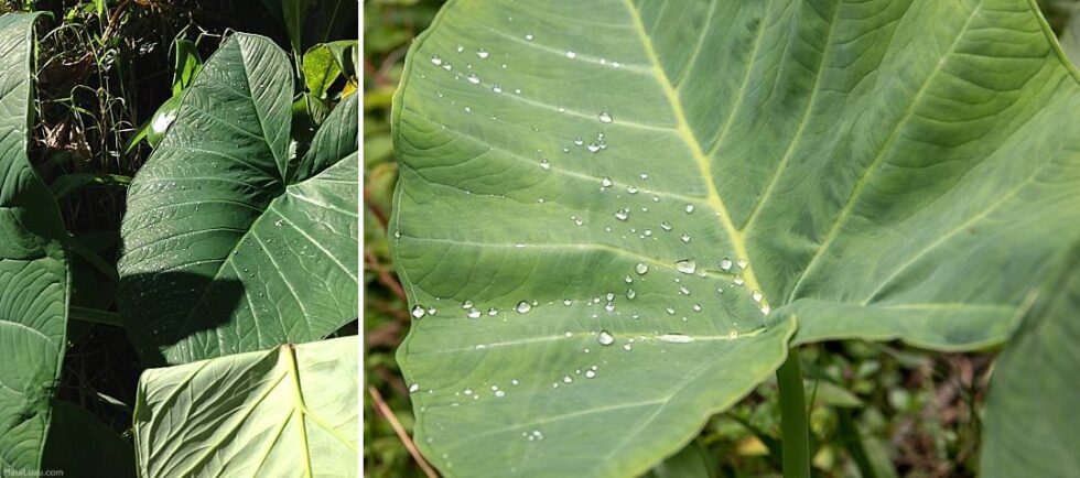 Hawaiian Canoe Crops - Maui Luau