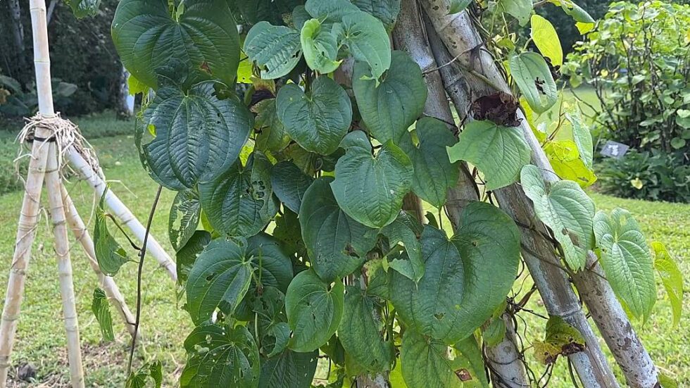 Hawaiian Canoe Crops - Maui Luau
