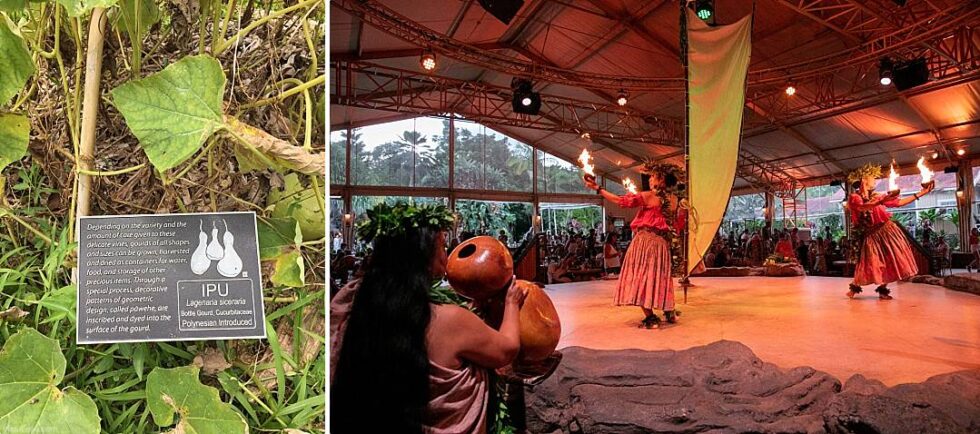 Hawaiian Canoe Crops - Maui Luau