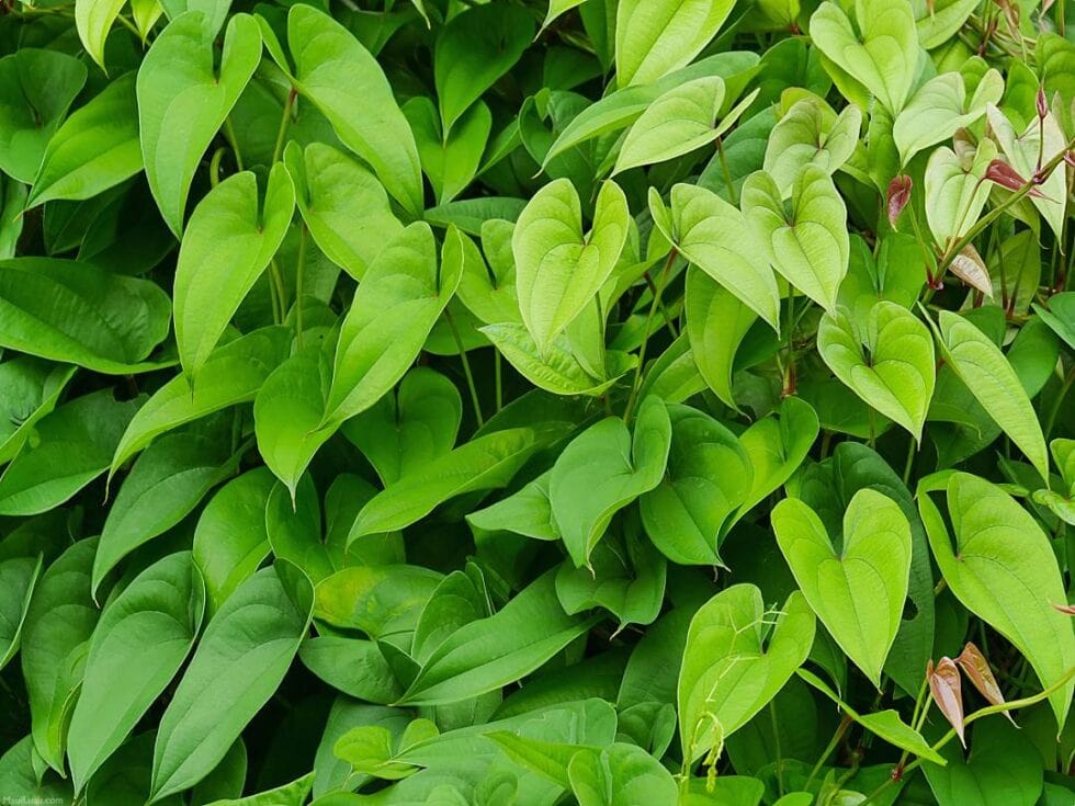 Hawaiian Canoe Crops - Maui Luau